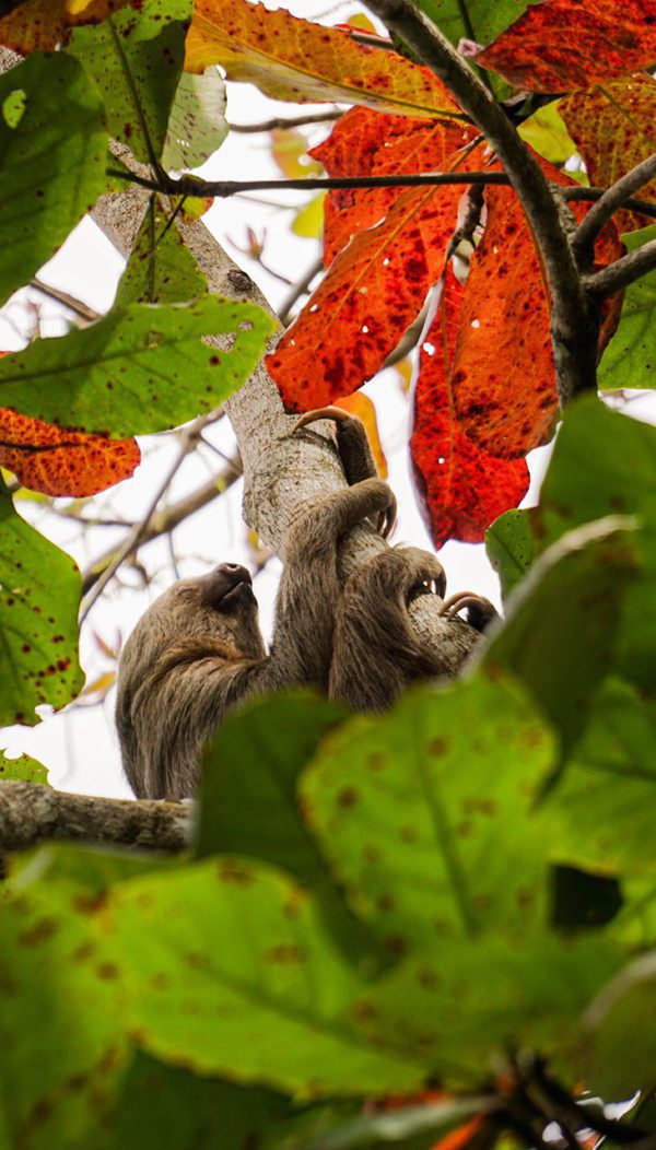 Natural Asset Companies (NACs) | Impact Entrepreneur